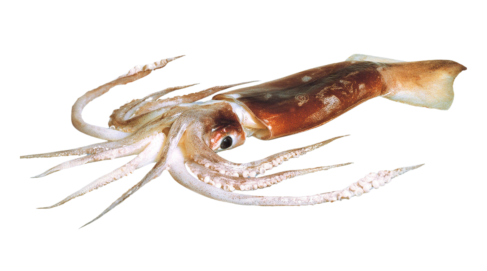 Arrow squid – Sanford