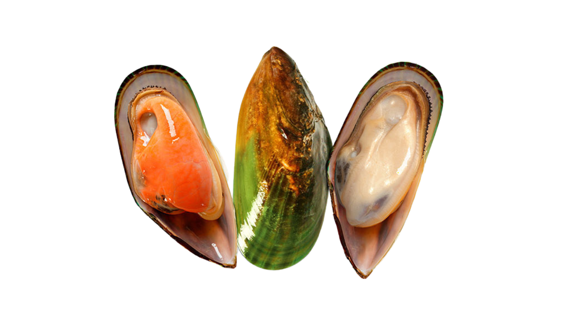 Greenshell™ Mussels – Sanford