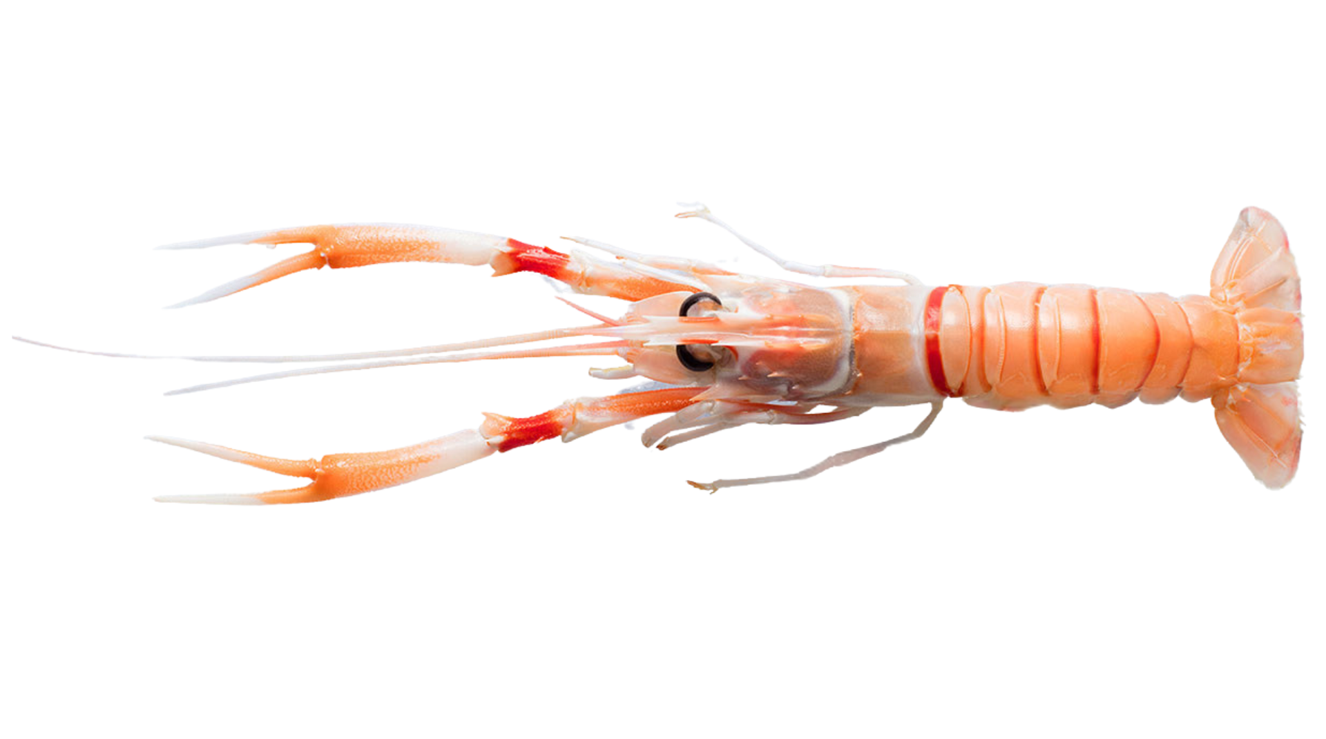 Scampi – Sanford