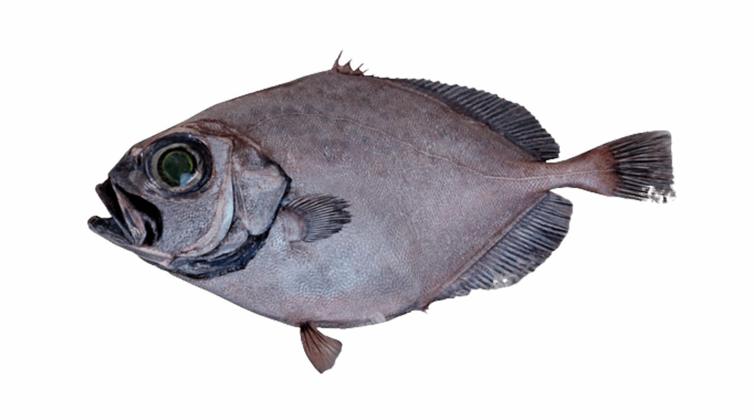 Smooth Oreo Dory – Sanford