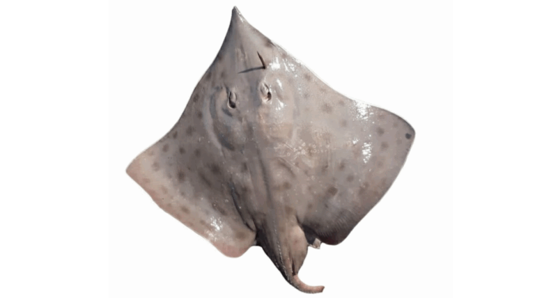 Smooth Skate – Sanford