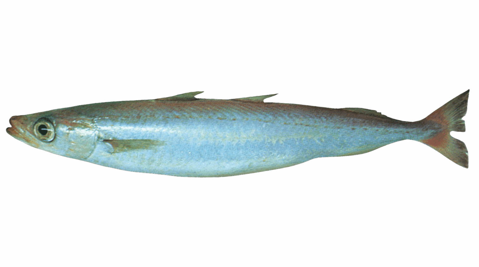 Southern Blue Whiting – Sanford