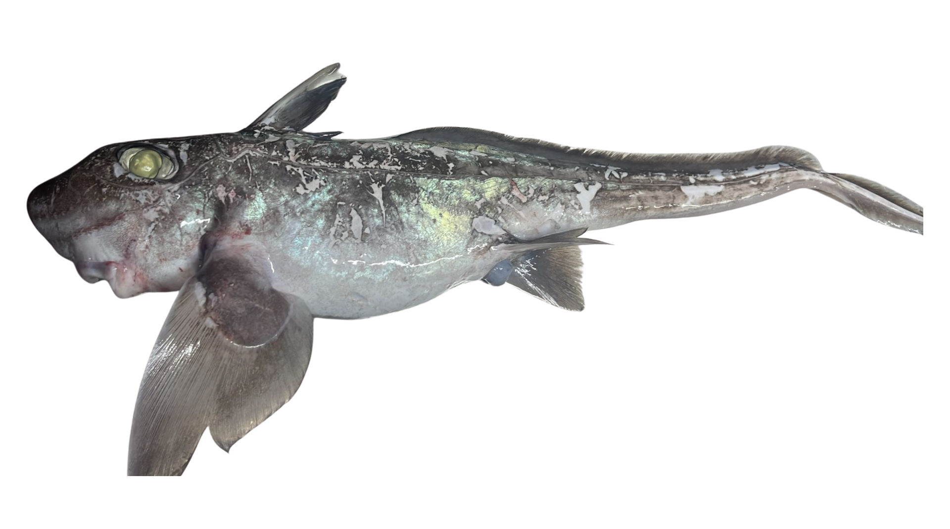 Pale Ghost Shark – Sanford