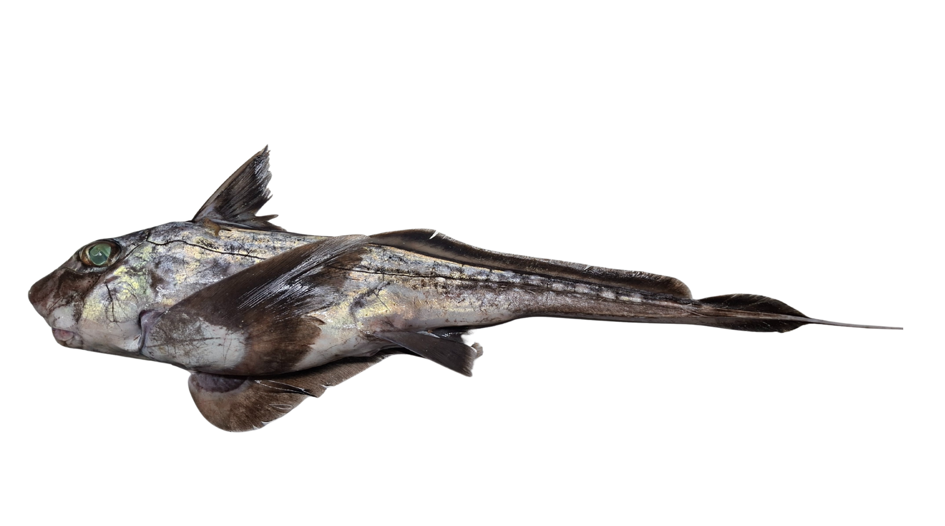 Ghost Shark – Sanford