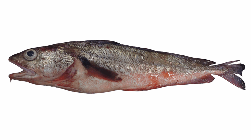 Red Cod – Sanford