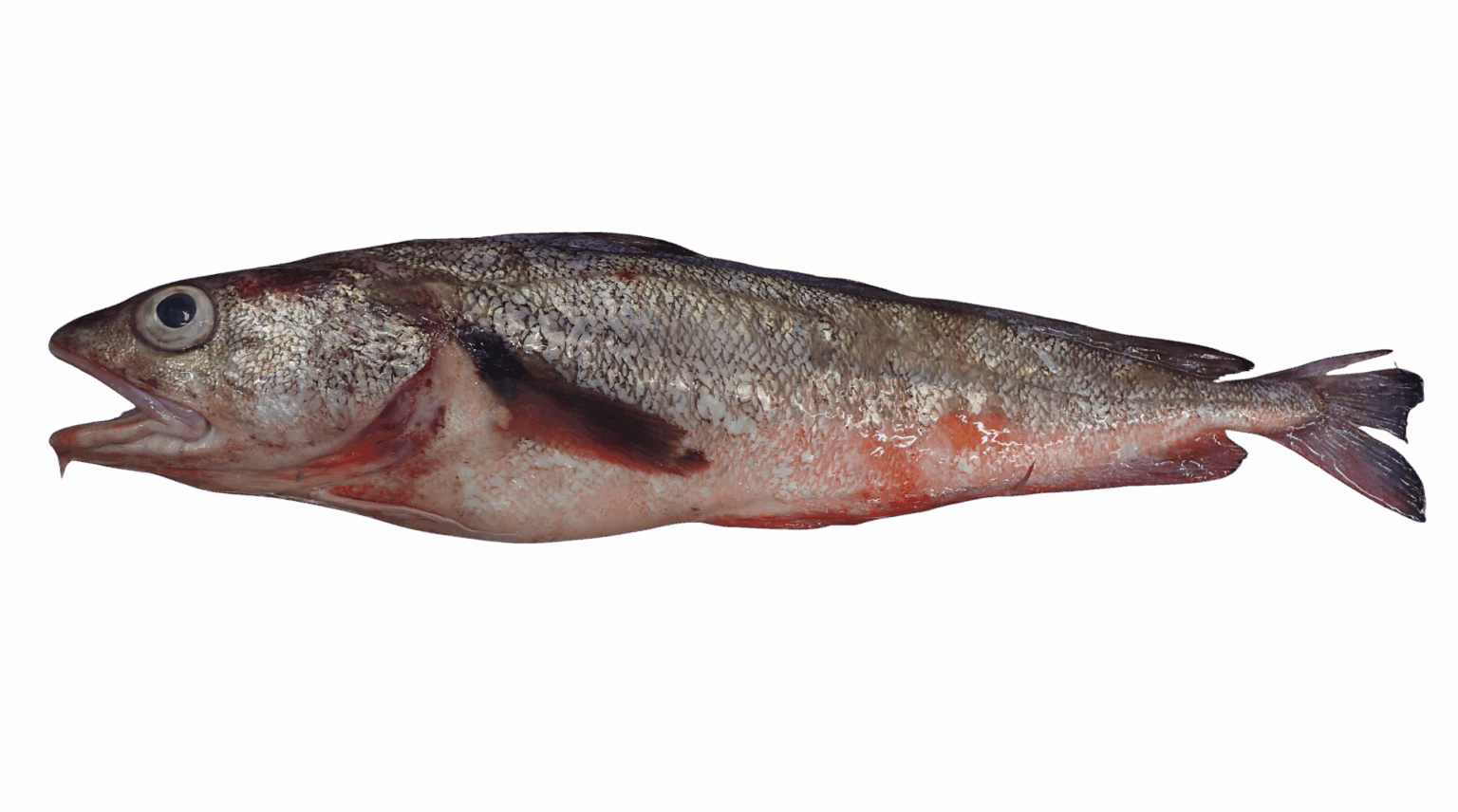 Red Cod – Sanford