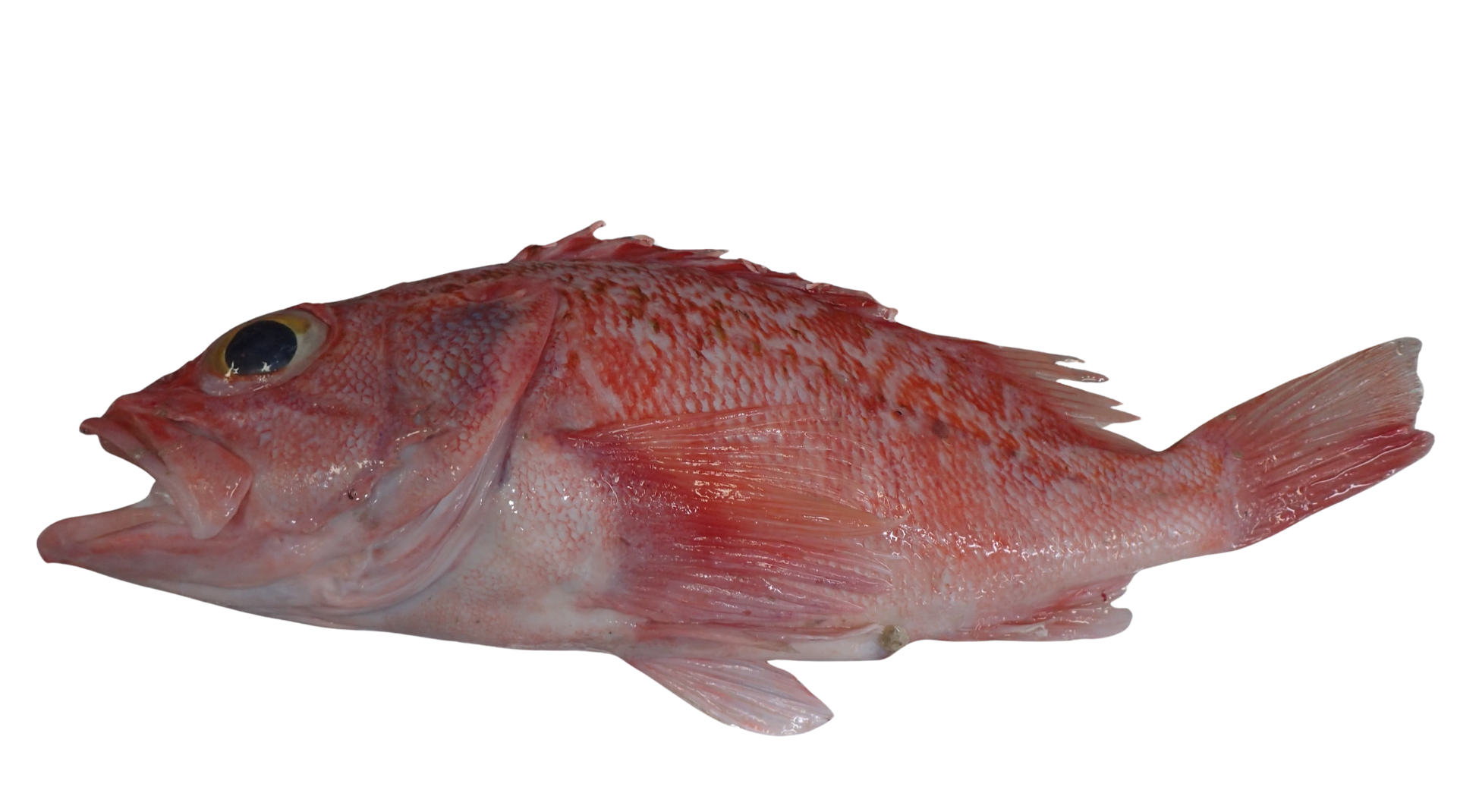 Sea Perch – Sanford